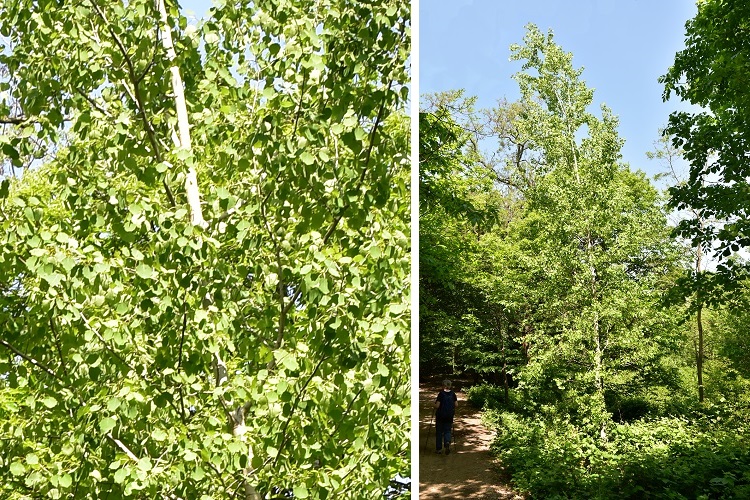 Albero del pioppo: caratteristiche e potatura
