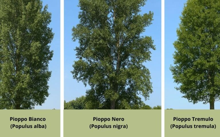 Pioppo: scopri le caratteristiche del genere Populus