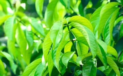 Albero del mango: caratteristiche e cura della pianta