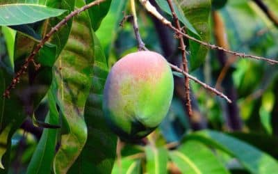 Albero del mango: caratteristiche e cura della pianta
