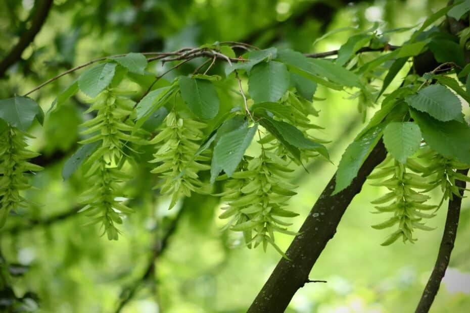 Potatura del carpino: guida completa