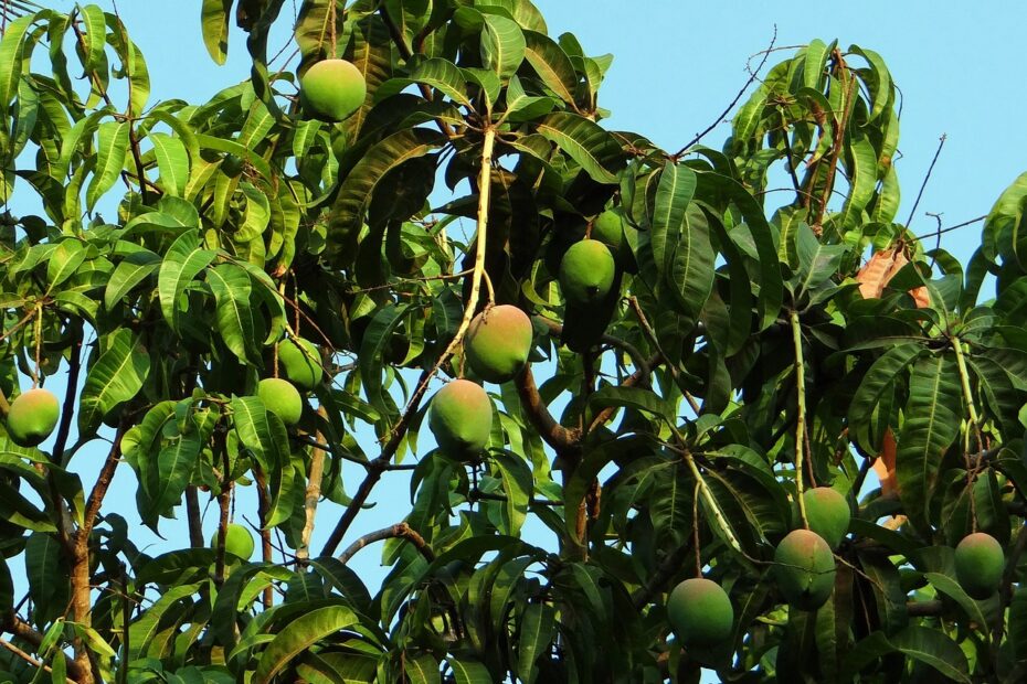Albero del mango: caratteristiche e cura della pianta