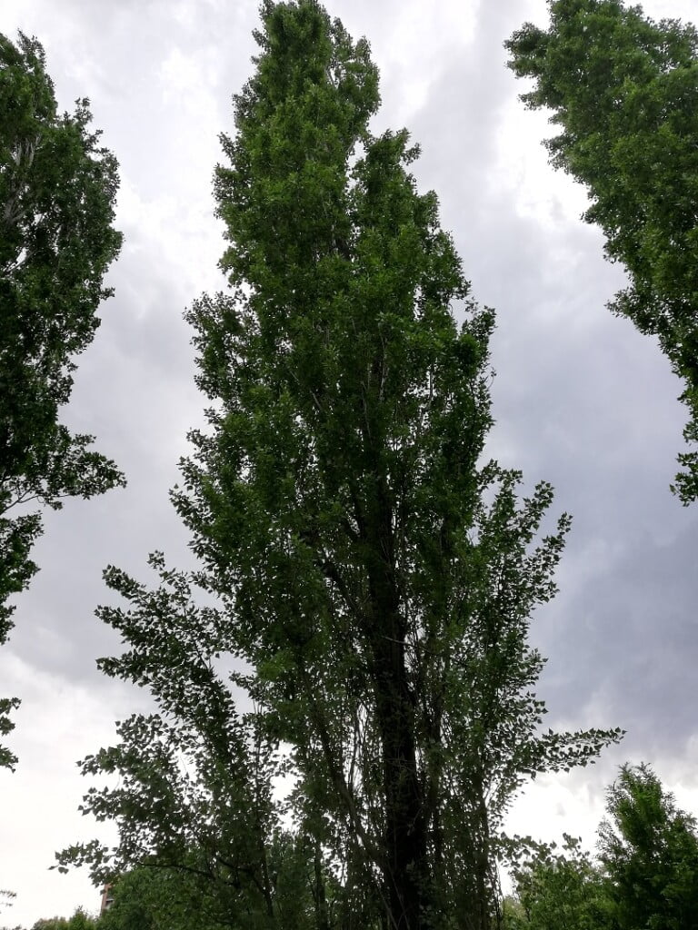 Albero del pioppo: caratteristiche e potatura