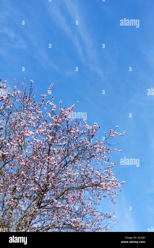 Il Susino Giapponese: Un Albero dalle Mille Meraviglie