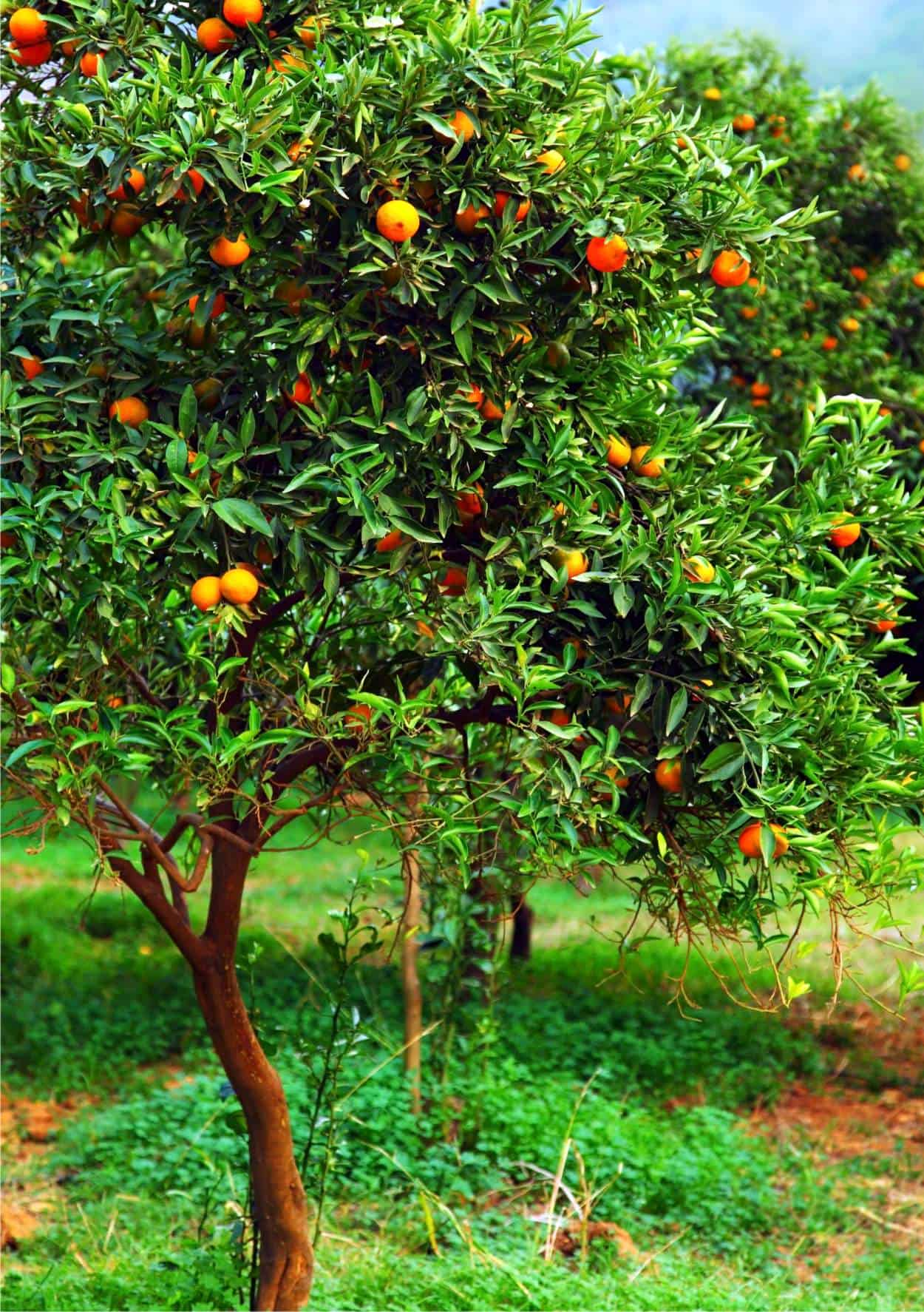 Il Mistico Albero Mandarino