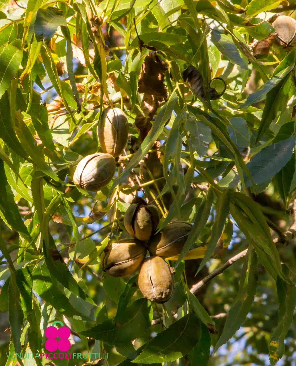 Il Fascino del Noce Pecan