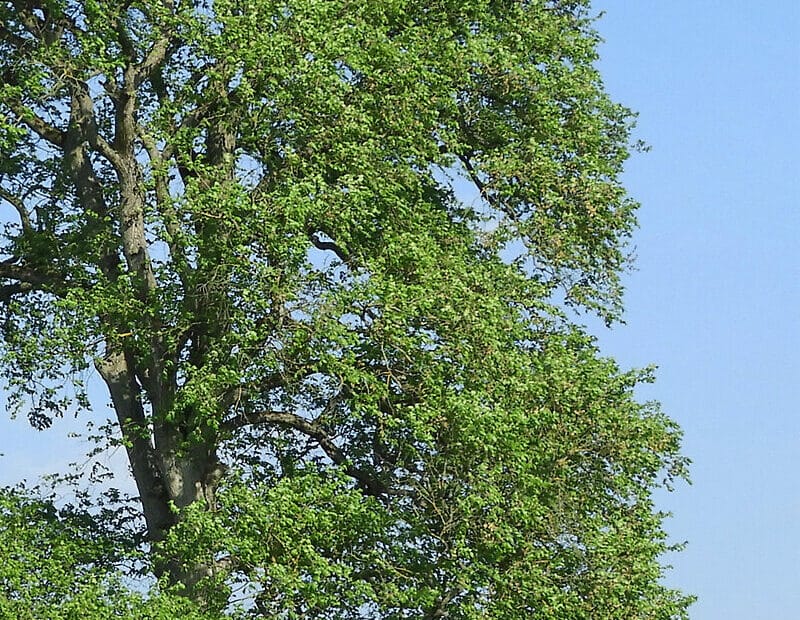 Il Fascino dell Olmo Campestre