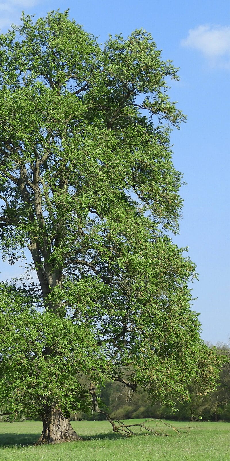 Il Fascino dell Olmo Campestre