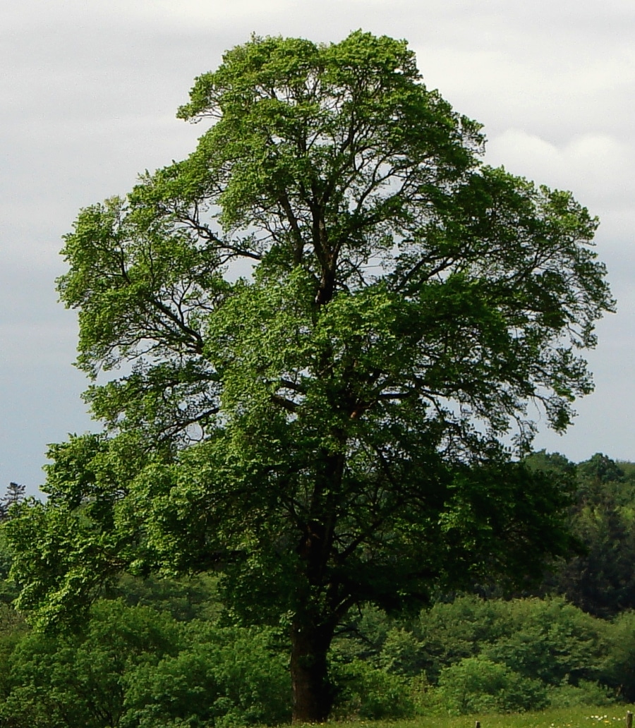 L Olmo Comune: Un Albero Straordinario