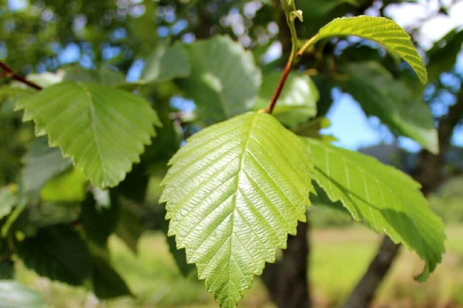 Il Mistico Splendore dell Albero Ontano Rossom