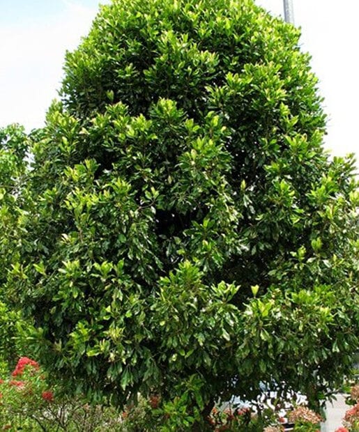 L Albero dei Chiodi di Garofano