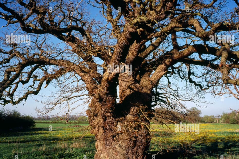 La Quercia Inglese: Un Elegante Storia