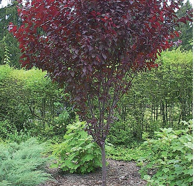 Il Susino Selvatico: Un Albero da Ammirare