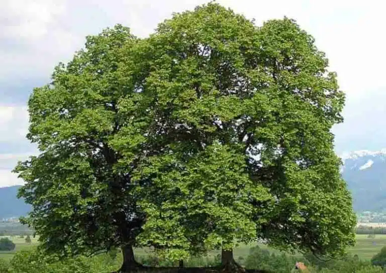 Pioppo: scopri le caratteristiche del genere Populus