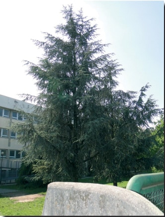 L Aroma del Cedro del Libano
