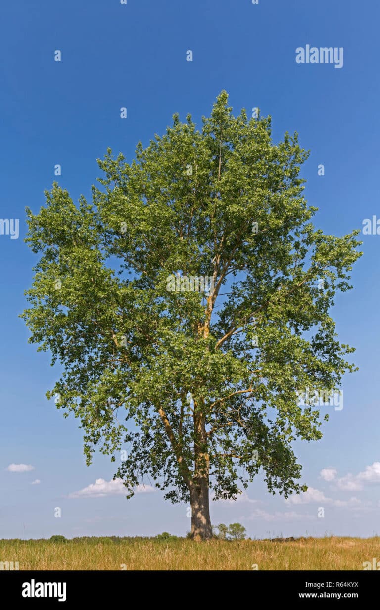 Albero del pioppo: caratteristiche e potatura