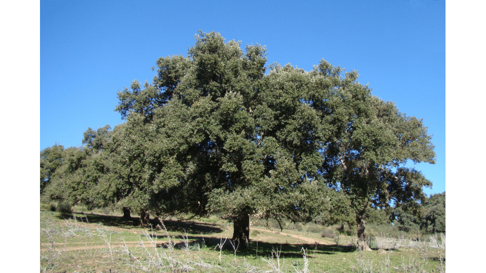 La Quercia da Sughero: Un Albero di Storia e di Memoria