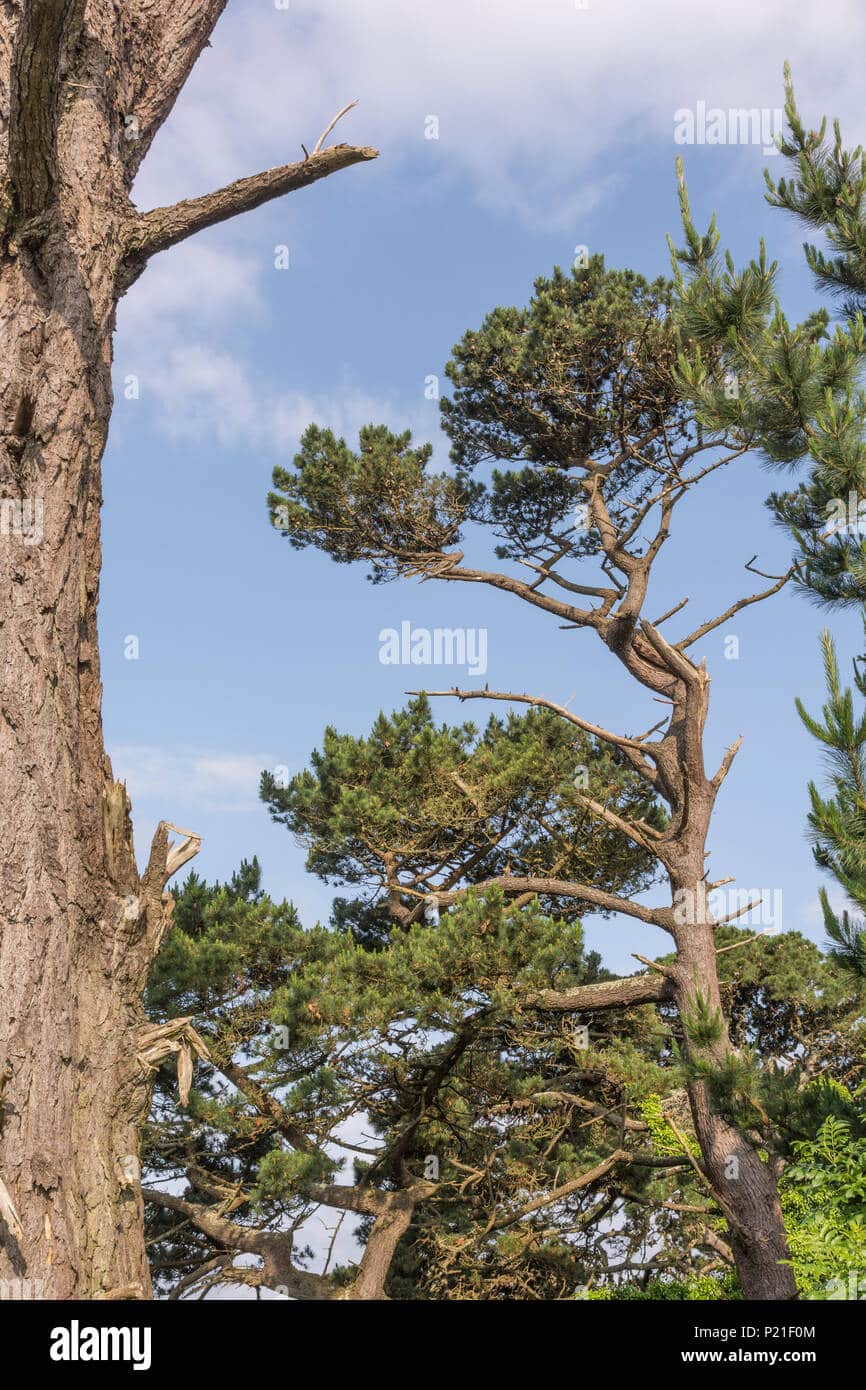 Il Pineto di Monterey: La Storia di un Albero Straordinario