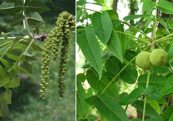 Il Noce Nero: Un Albero Mistico.