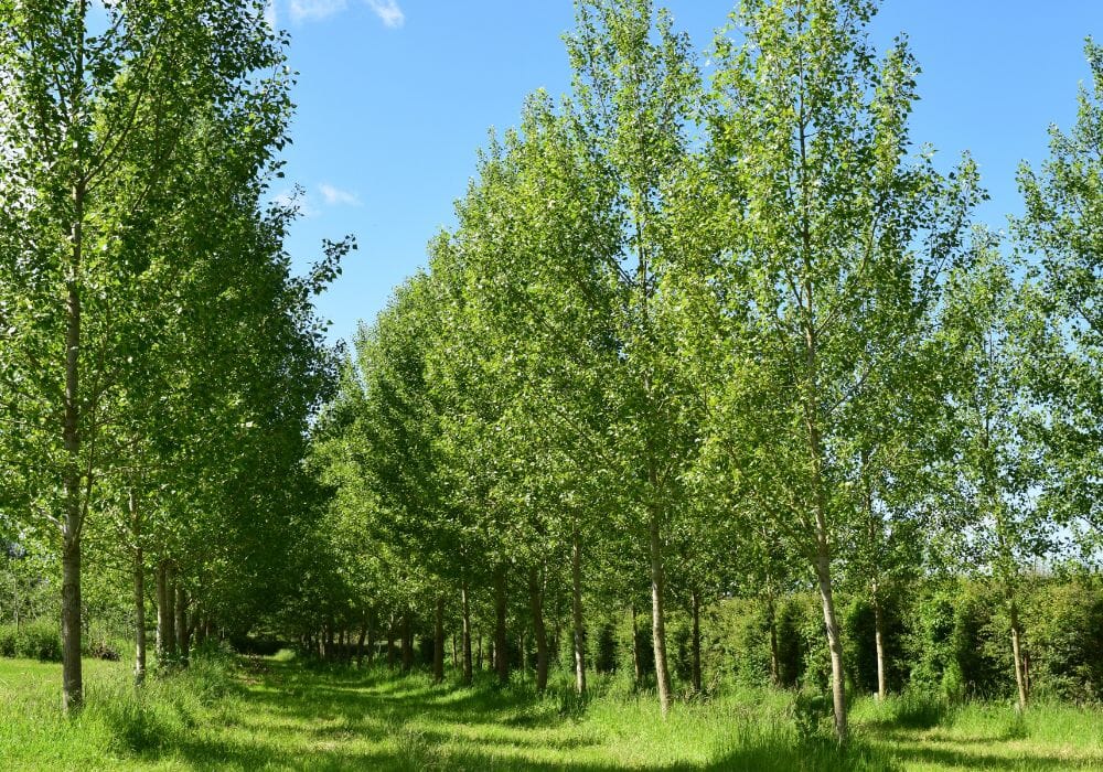 Albero del pioppo: caratteristiche e potatura